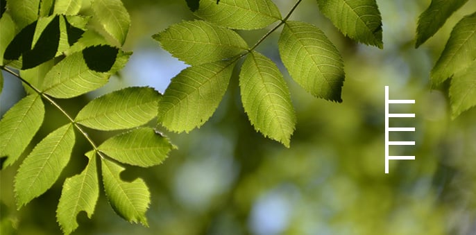 Native Irish Trees: the definitive guide