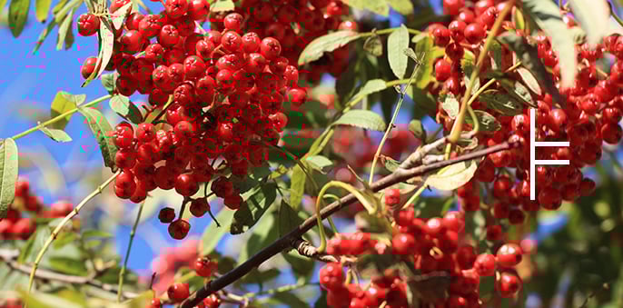 Native Irish Trees: the definitive guide