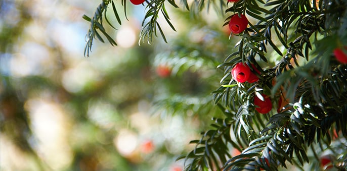 Native Irish Trees: the definitive guide