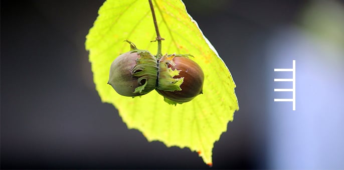 Native Irish Trees: the definitive guide