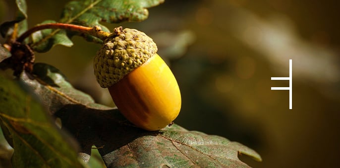 Native Irish Trees: the definitive guide