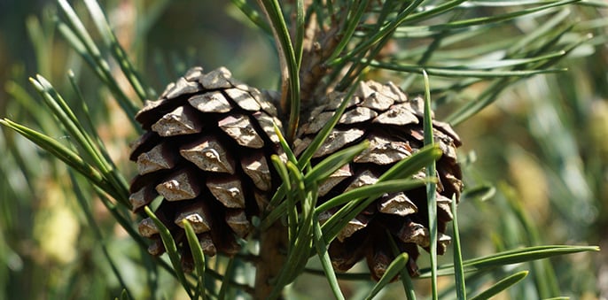 Native Irish Trees: the definitive guide